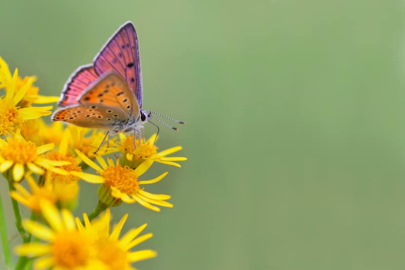 QWB Natural symptoms of wellness